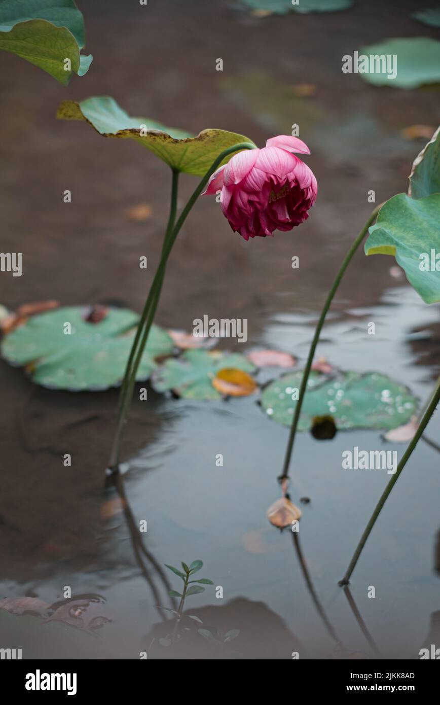 Drooping natural hi-res stock photography and images - Alamy