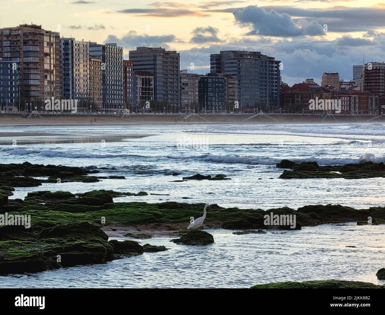 Shore sea bird hi-res stock photography and images - Alamy
