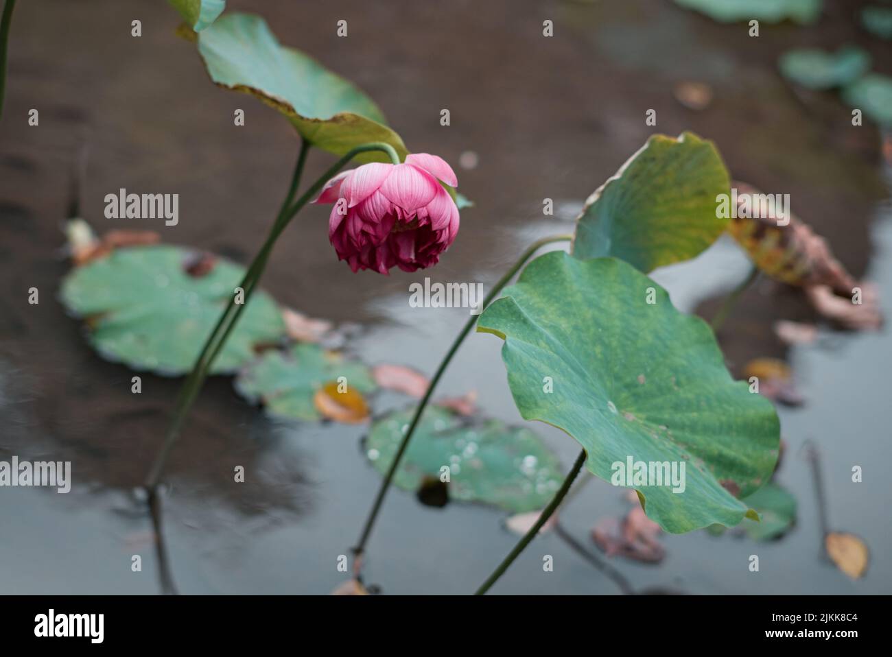 Drooping natural hi-res stock photography and images - Alamy