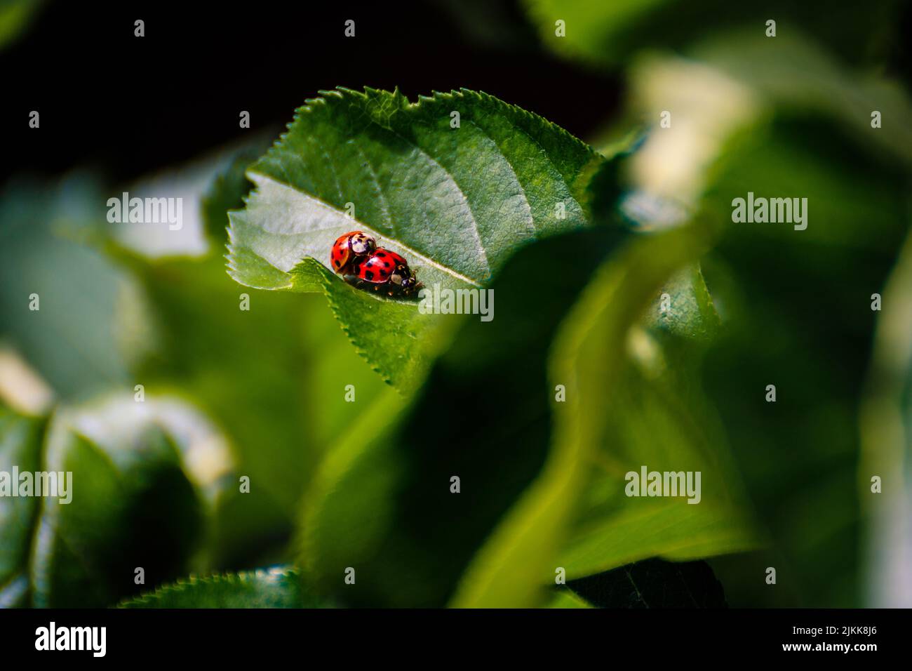 A macro view of two tiny ladybugs on the green leaf Stock Photo - Alamy