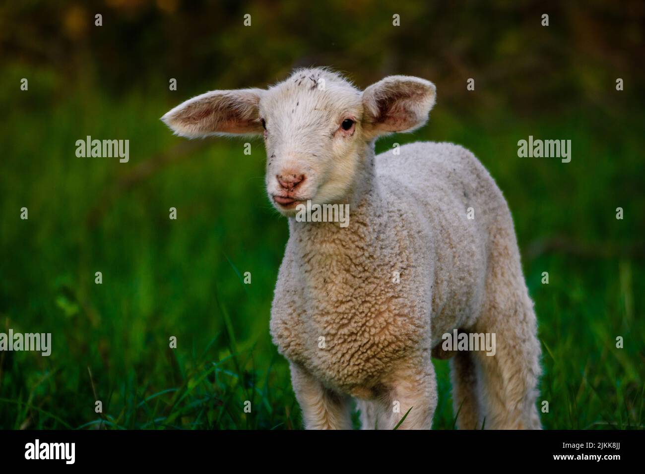 Cute lamb portrait hi-res stock photography and images - Alamy