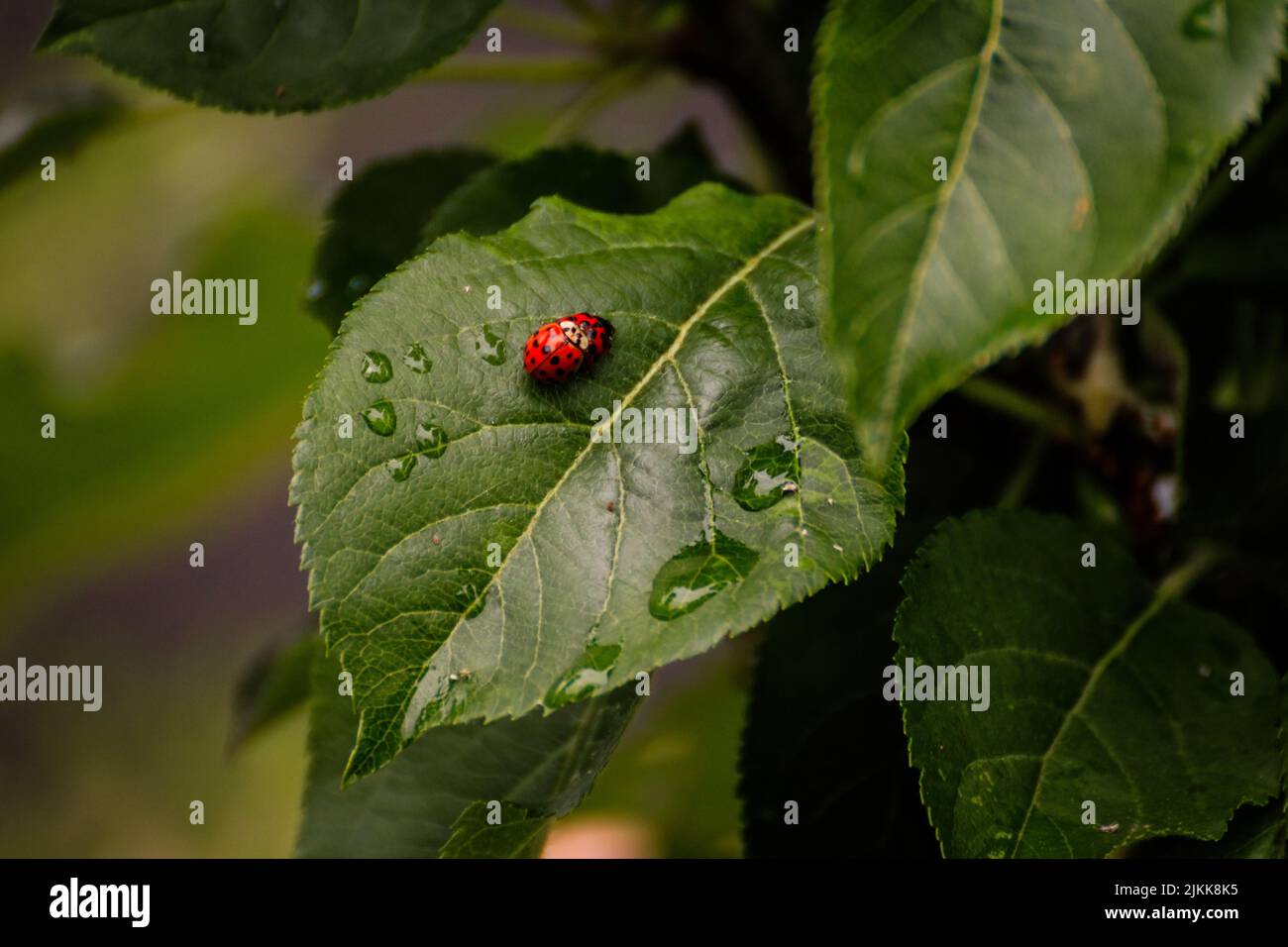 A macro view of a tiny red ladybug on the green leaf with water drops ...