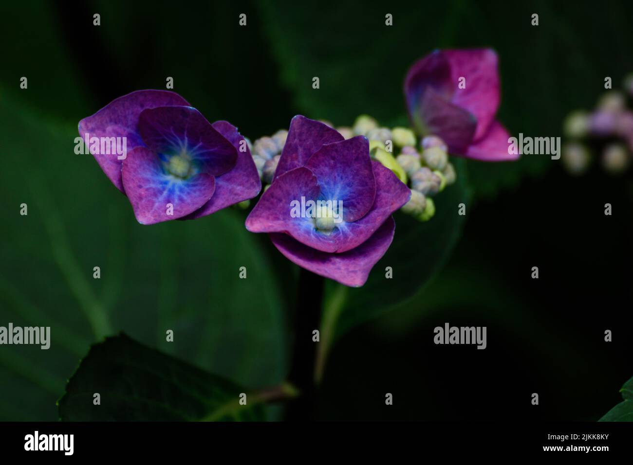 A macro view of purple French hydrangea flowers against the blurry ...