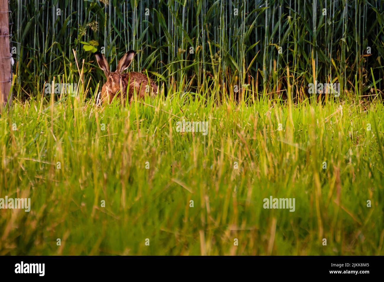 Bunny meadows hi-res stock photography and images - Alamy