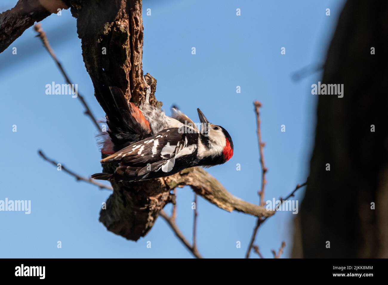 A selective focus shot of great spotted woodpecker (dendrocopos major ...