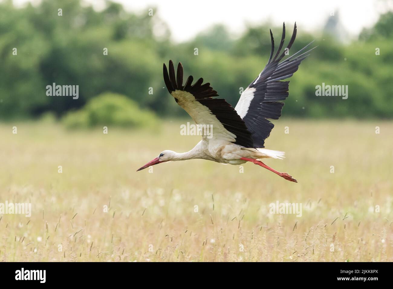 A stork flies alone over the dam with blurred trees on the background ...