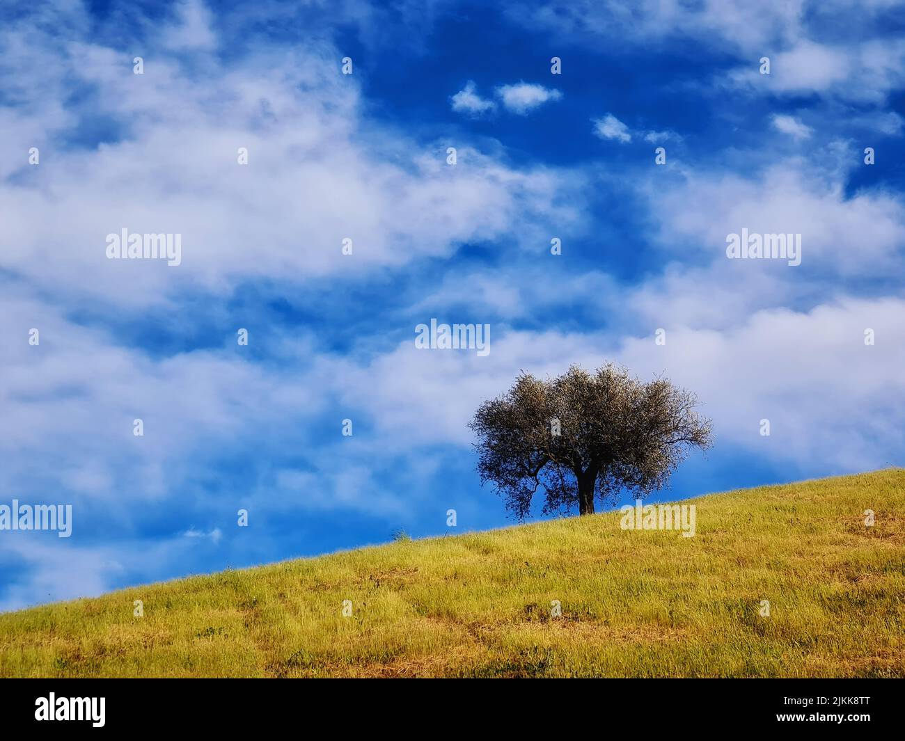 Beautiful olive tree hi-res stock photography and images - Alamy