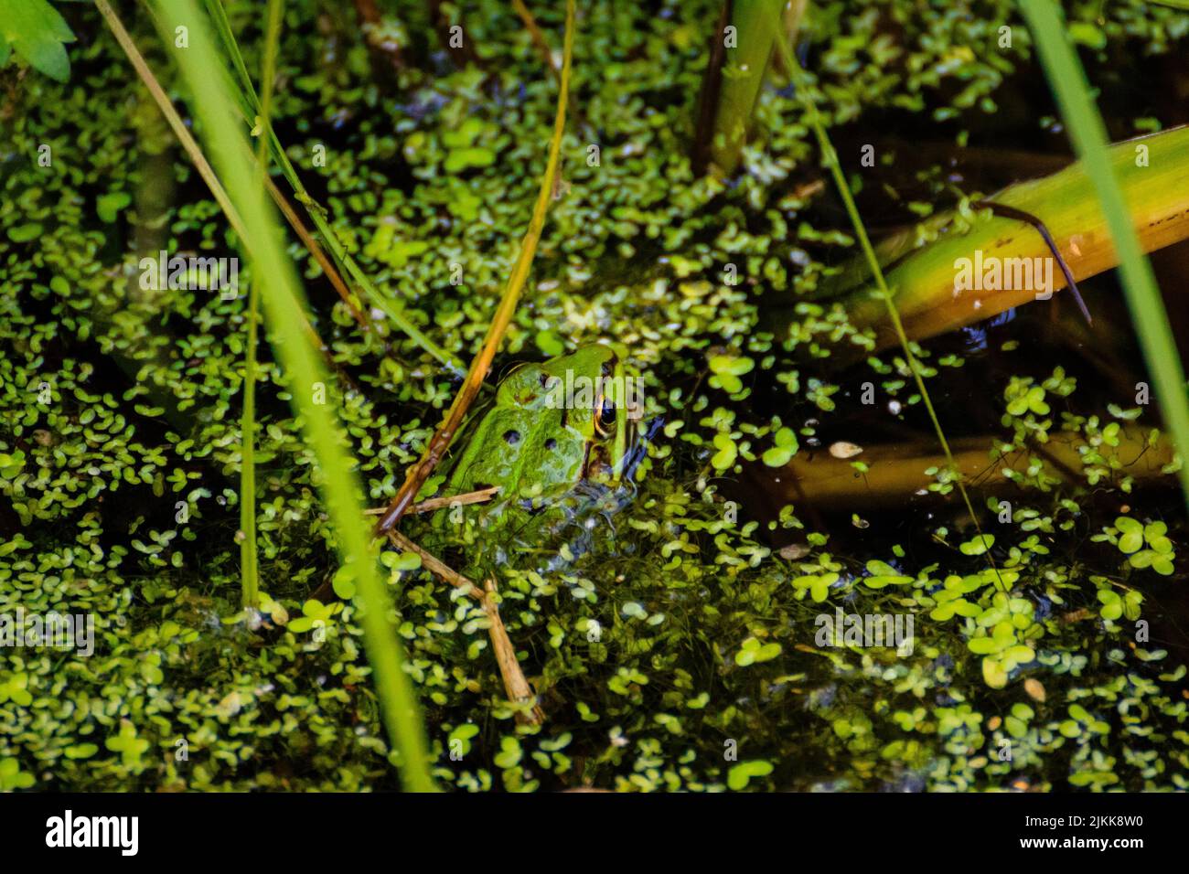 Surface frog hi-res stock photography and images - Alamy