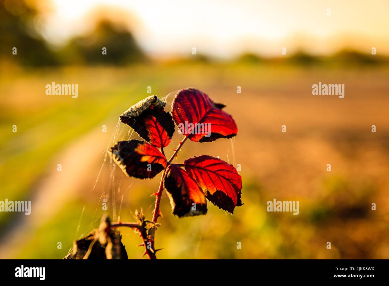 Plant bright red leaves hi-res stock photography and images - Alamy