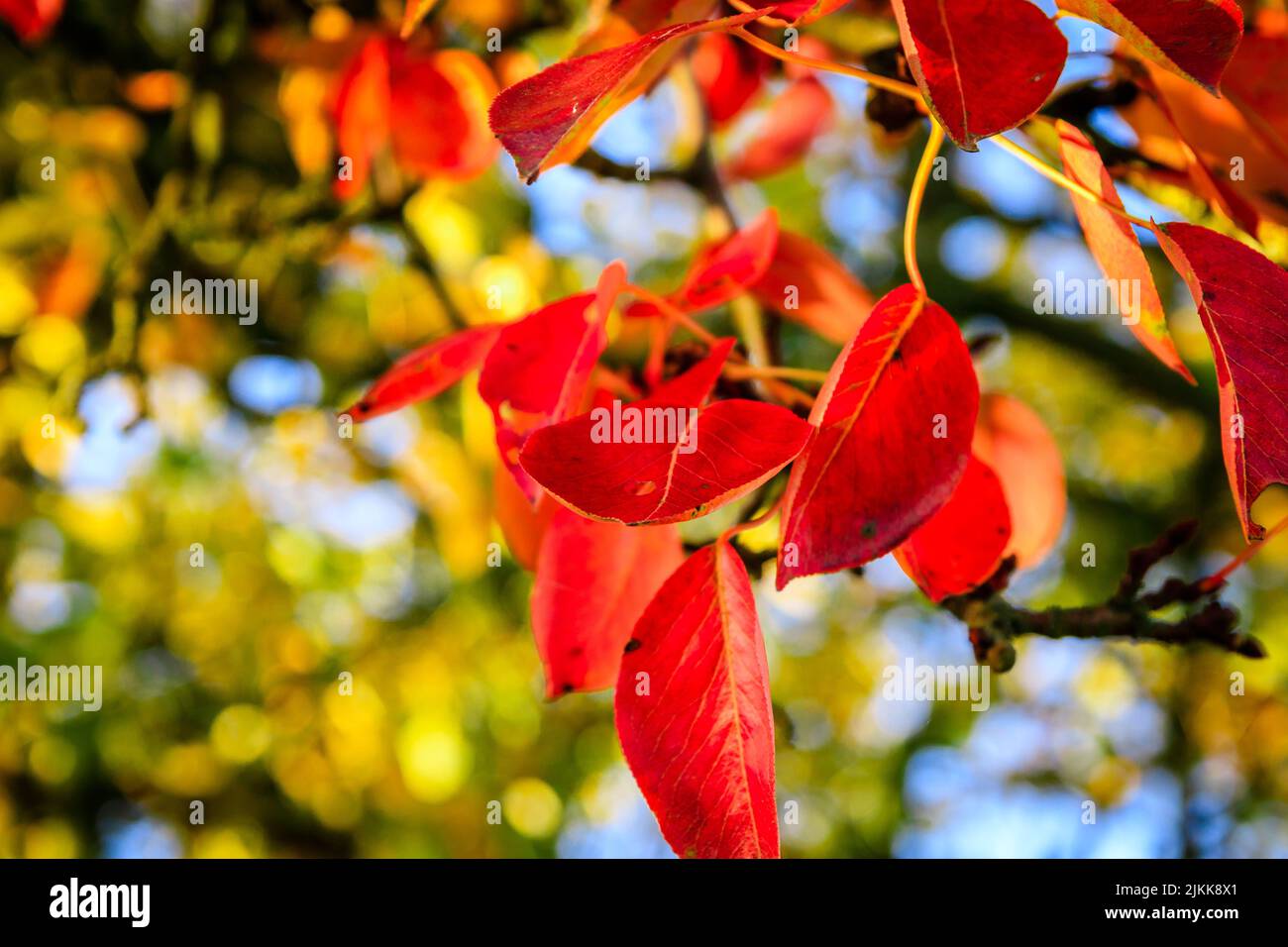 Beautiful tree bright leaves hi-res stock photography and images - Alamy