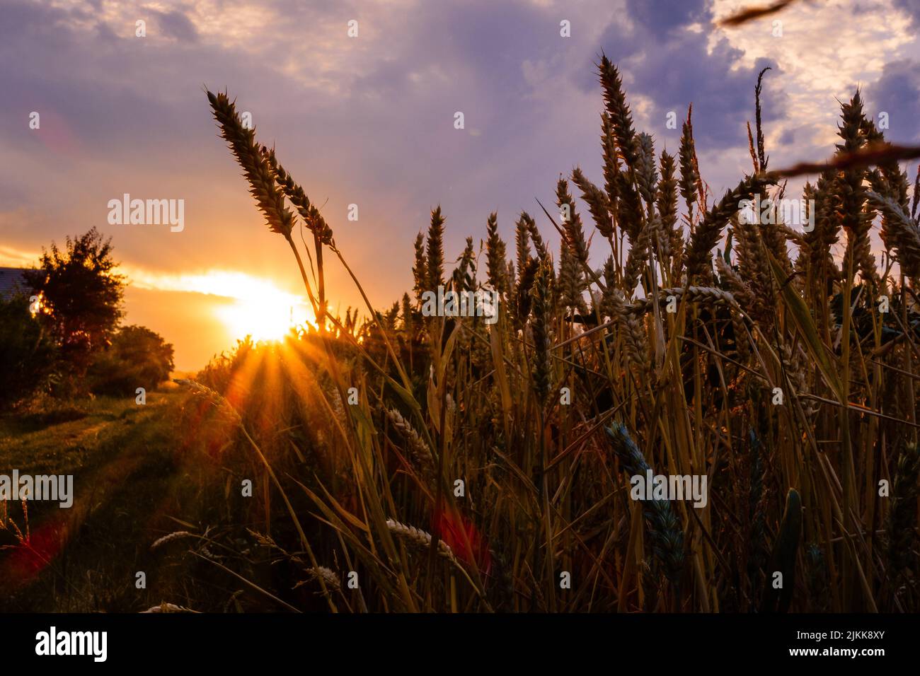 Beautiful view wheat plants hi-res stock photography and images - Alamy