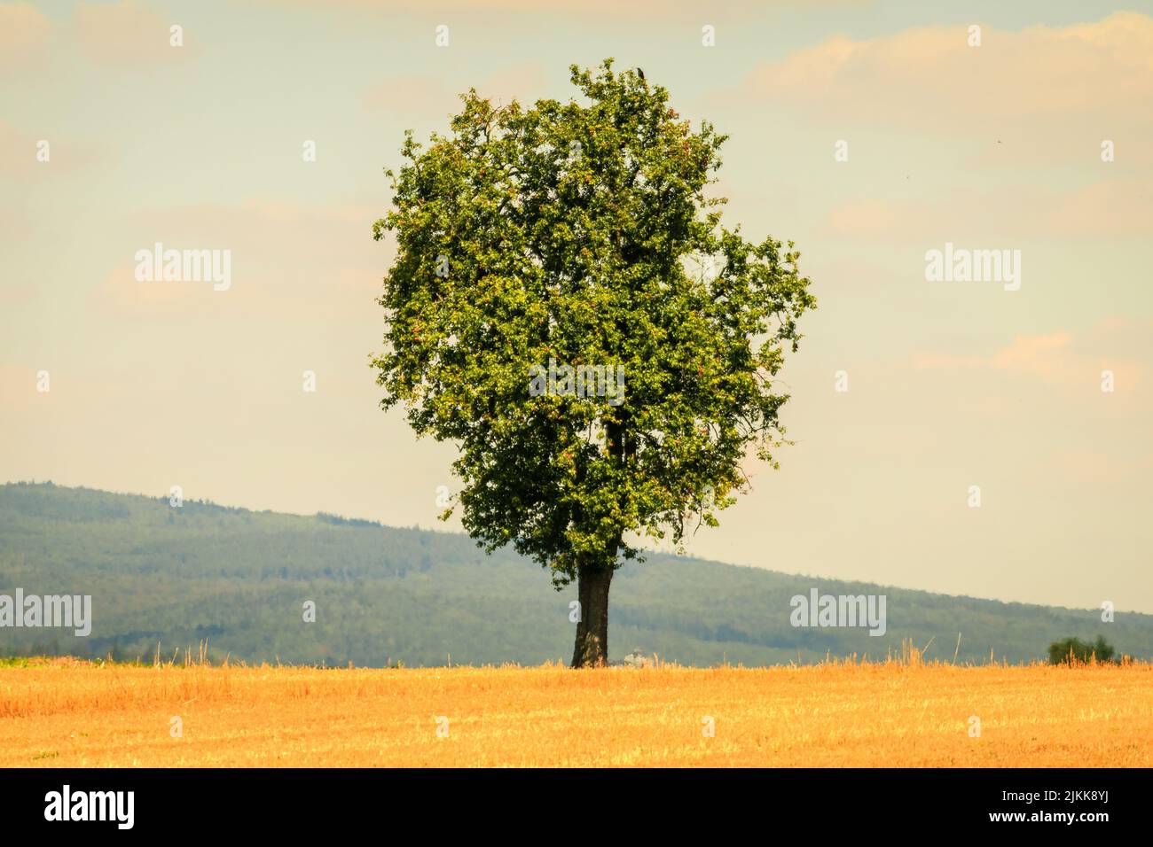 A lone pear tree on a golden field in the countryside Stock Photo - Alamy