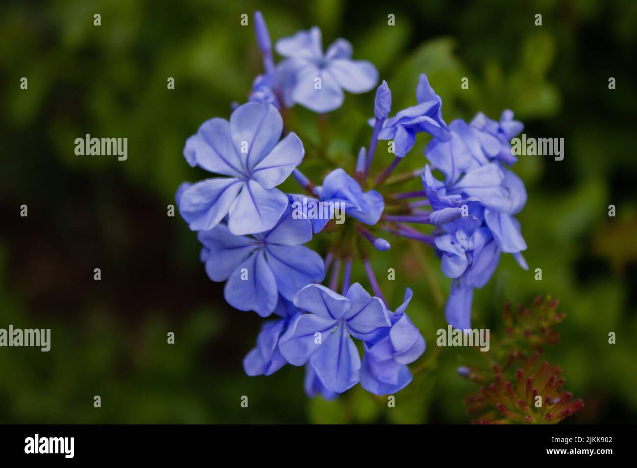 A top shot of plumbago flower in the blurry background Stock Photo - Alamy