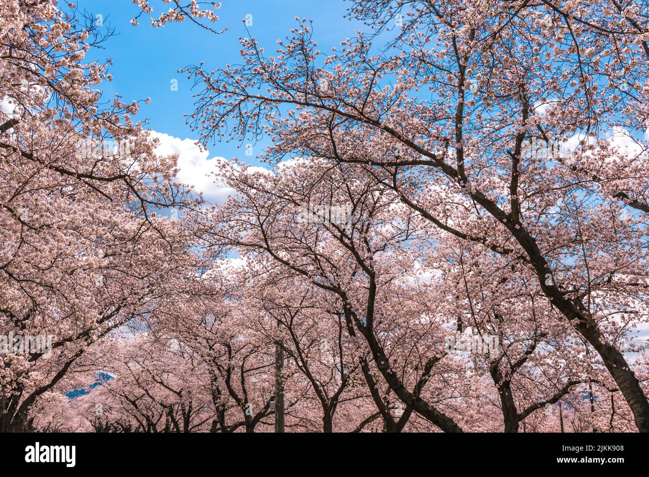 A closeup of cherry blossom trees in a park Stock Photo - Alamy