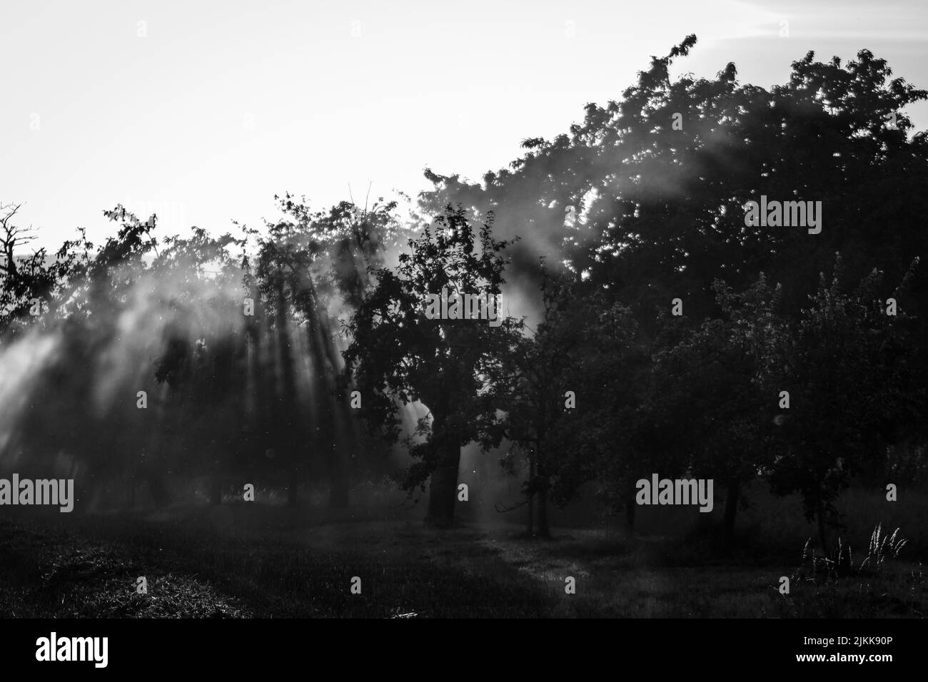 A grayscale of a thick fog with sunlight covering a forest Stock Photo ...