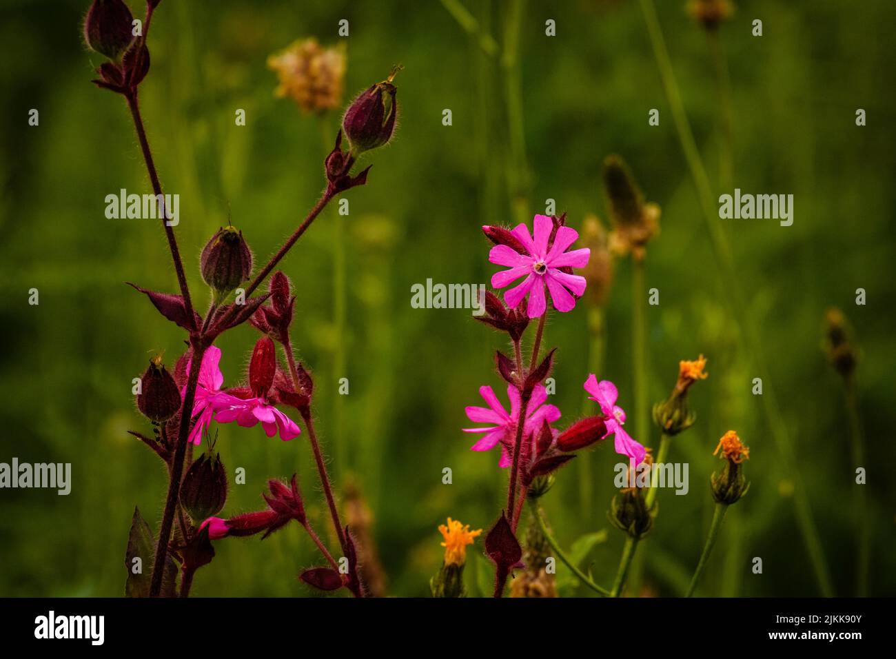 Beautiful pink wildflowers hi-res stock photography and images - Alamy