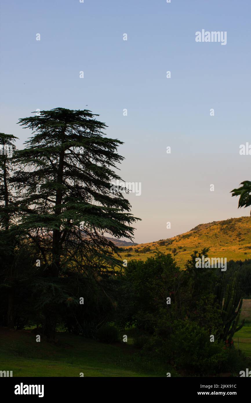 A vertical view of trees in the background of the landscape Stock Photo ...