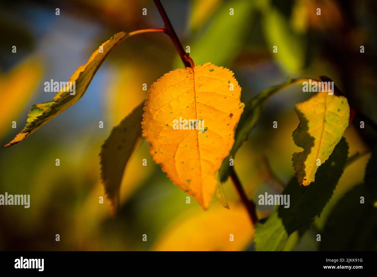 Beautiful tree bright leaves hi-res stock photography and images - Alamy