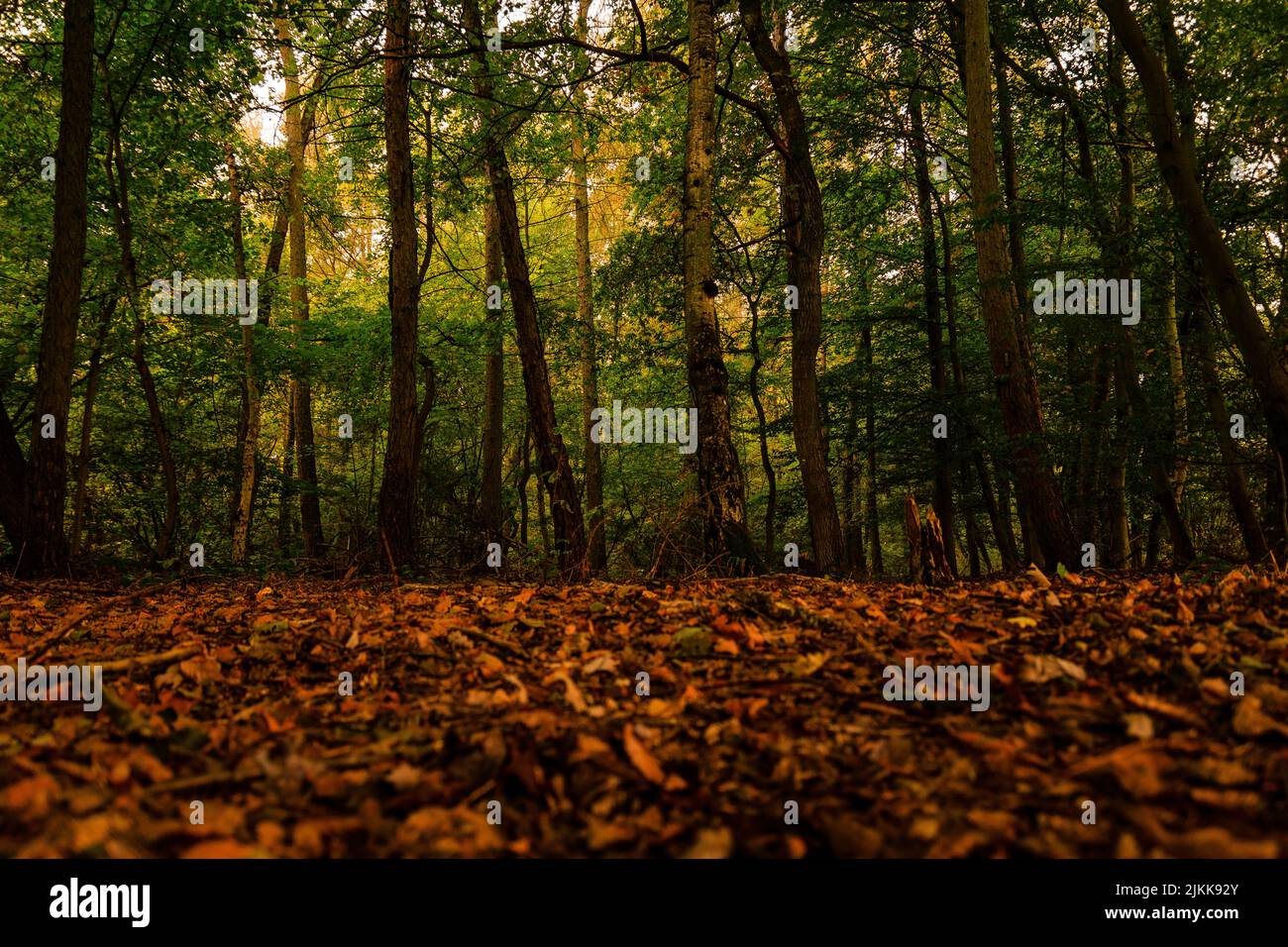 A natural view of fallen autumnal leaves on the forest ground Stock ...
