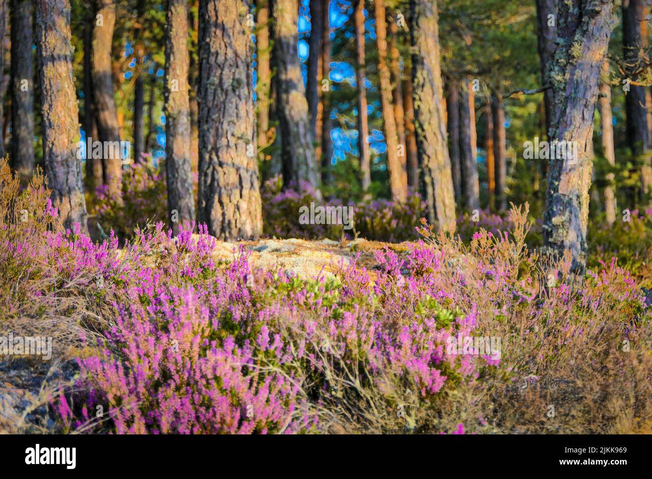 A beautiful view of Kingdom of Sweden with sunlight Stock Photo - Alamy