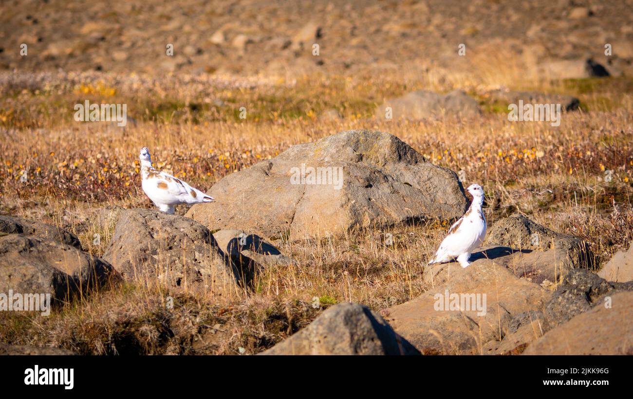 A beautiful view of North Atlantic Island with sunlight Stock Photo - Alamy