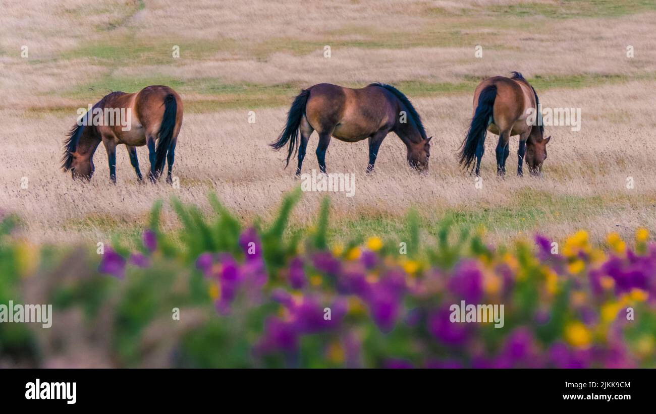 Three horses in the field of Southern England Stock Photo - Alamy