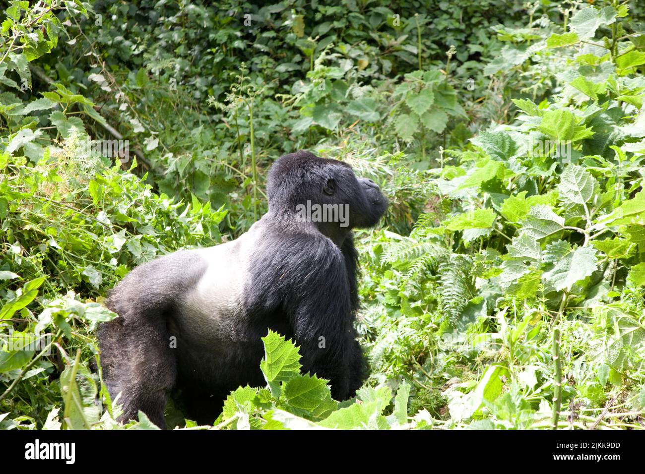African rainforest wildlife hi-res stock photography and images - Alamy