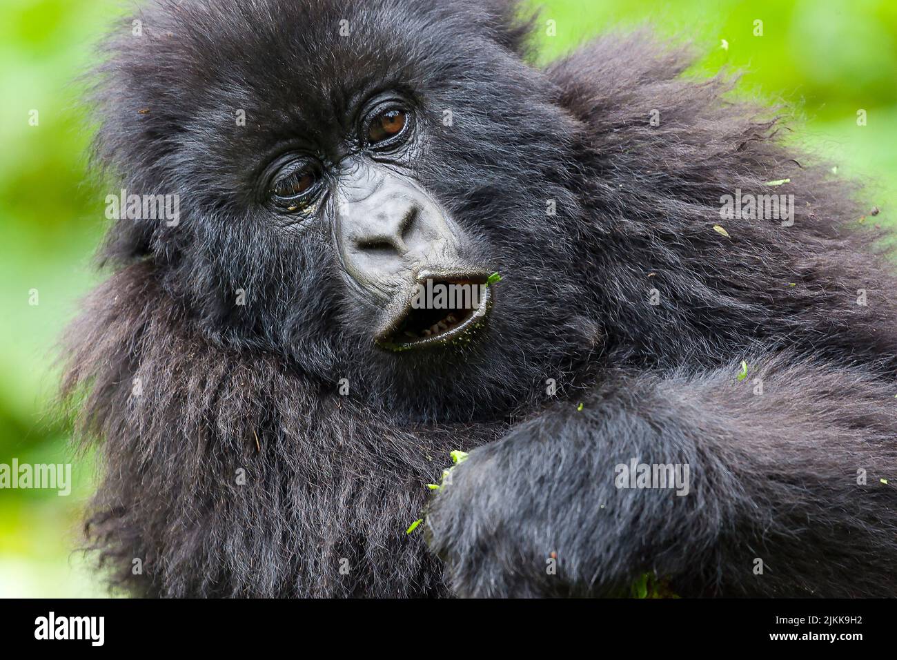 Junior Silverback of Sabinyo Group in Volcanoes National Park, Rwanda ...