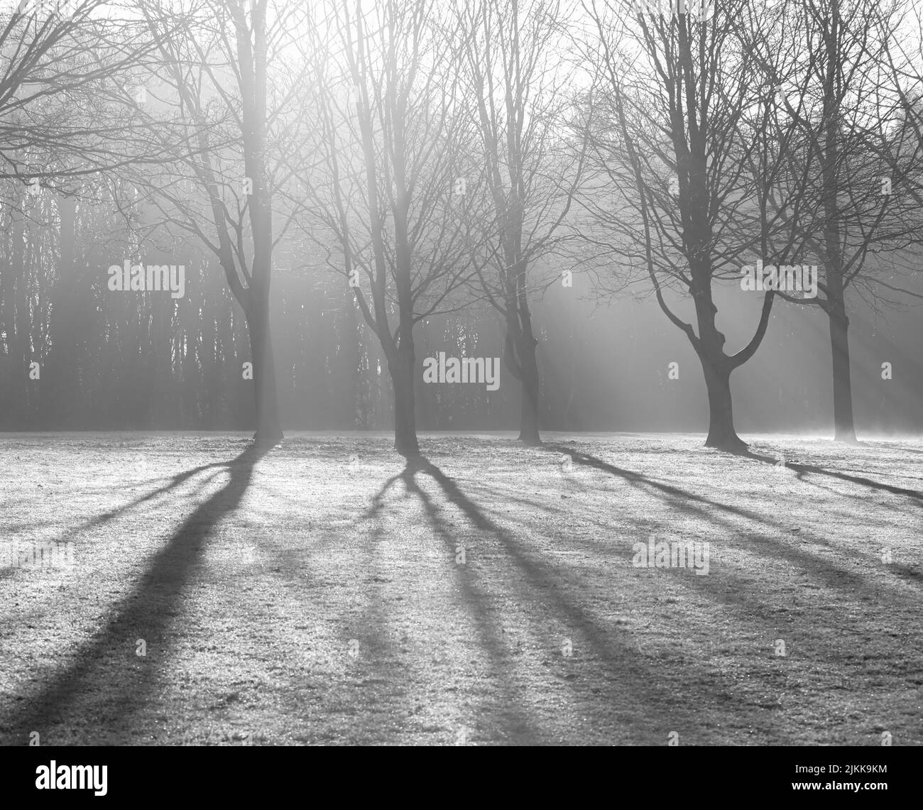 A grayscale dramatic view of sunbeams crossing between branches of ...