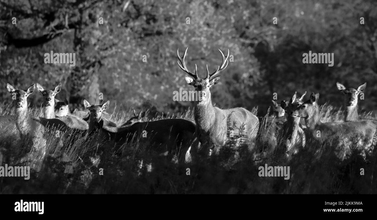 A grayscale of red deer group in the forest Stock Photo - Alamy