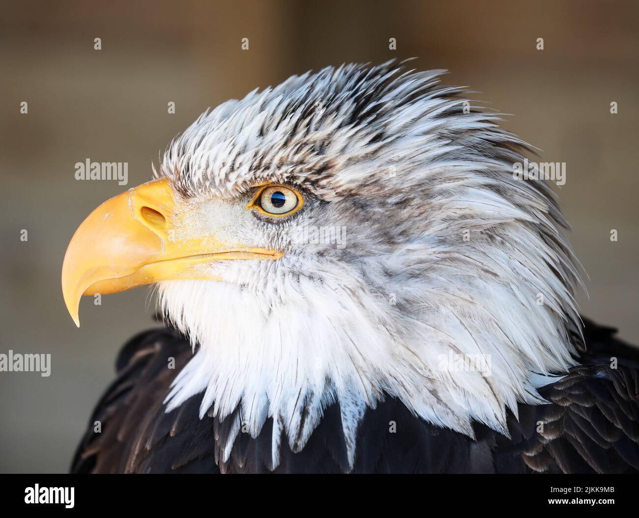 A Closeup of a head of Southern Bald Eagle bird on a blurry dark ...