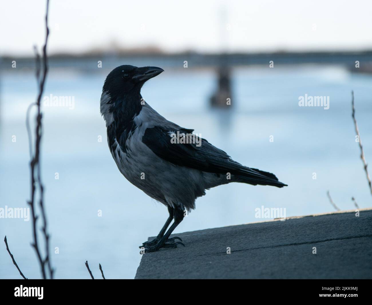 A close-up shot of a raven sitting on a stone surface in a blurry ...