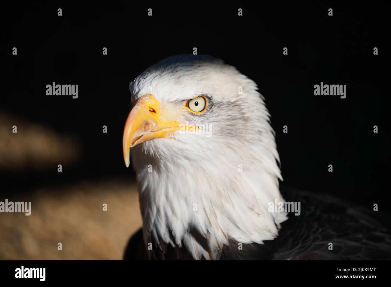 A closeup of a head of Southern Bald Eagle bird on a blurry dark ...