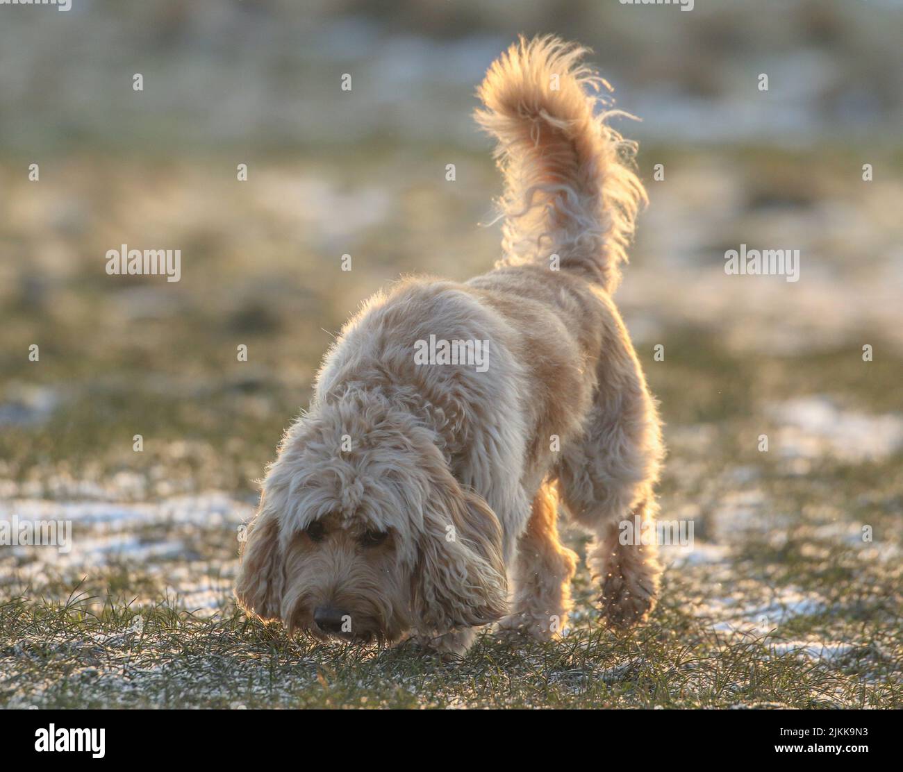 A shallow focus shot of a goldendoodle dog sniffing on grass in the ...