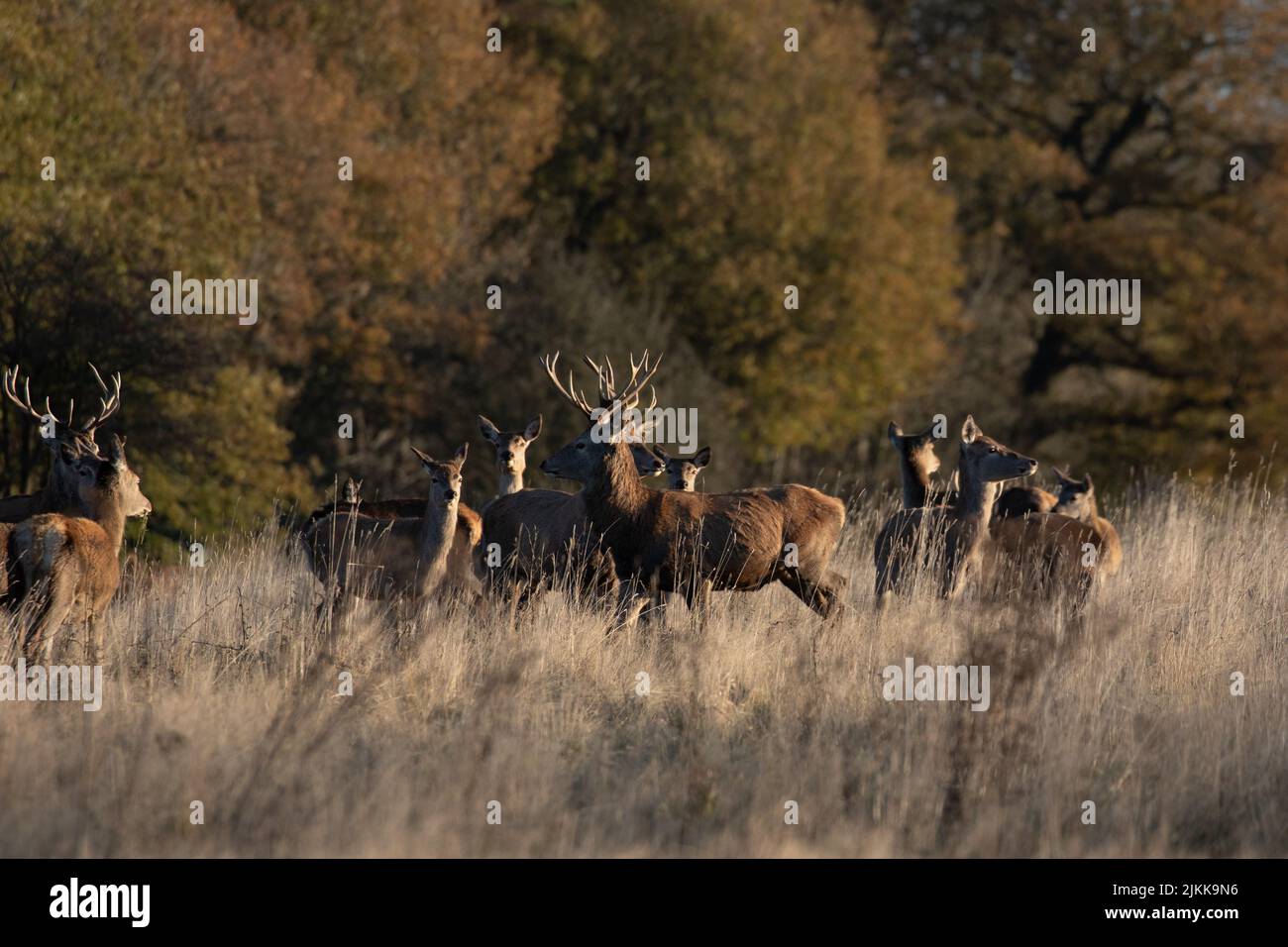 Red deer in natural environment hi-res stock photography and images - Alamy