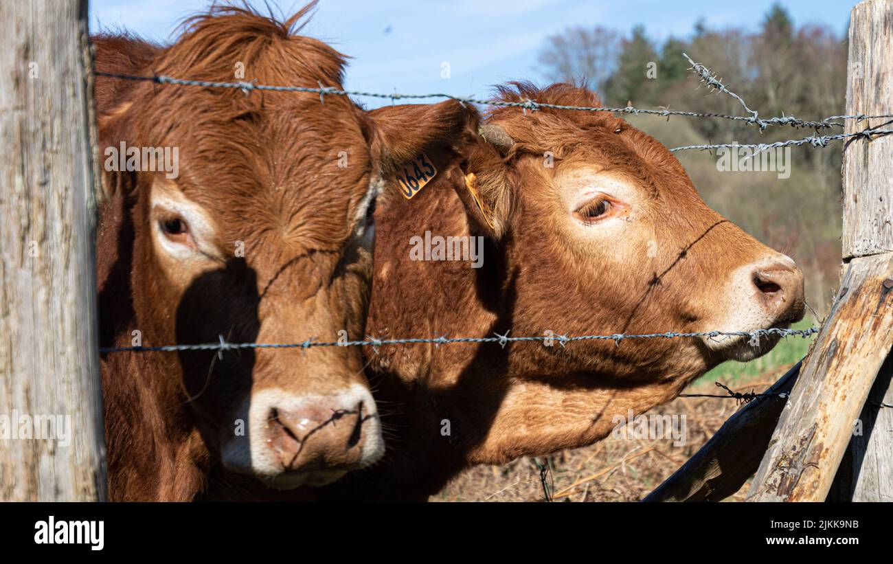 A closeup of two brown cows behind barbed wires in a farm Stock Photo ...