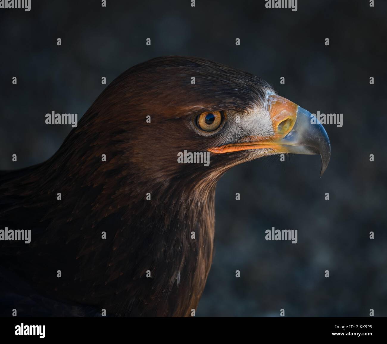 A portrait of a golden eagle in bright sunlight with blurred black ...