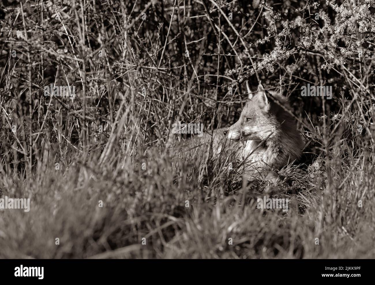 A Grayscale shallow focus of an Iberian fox in the field Stock Photo ...