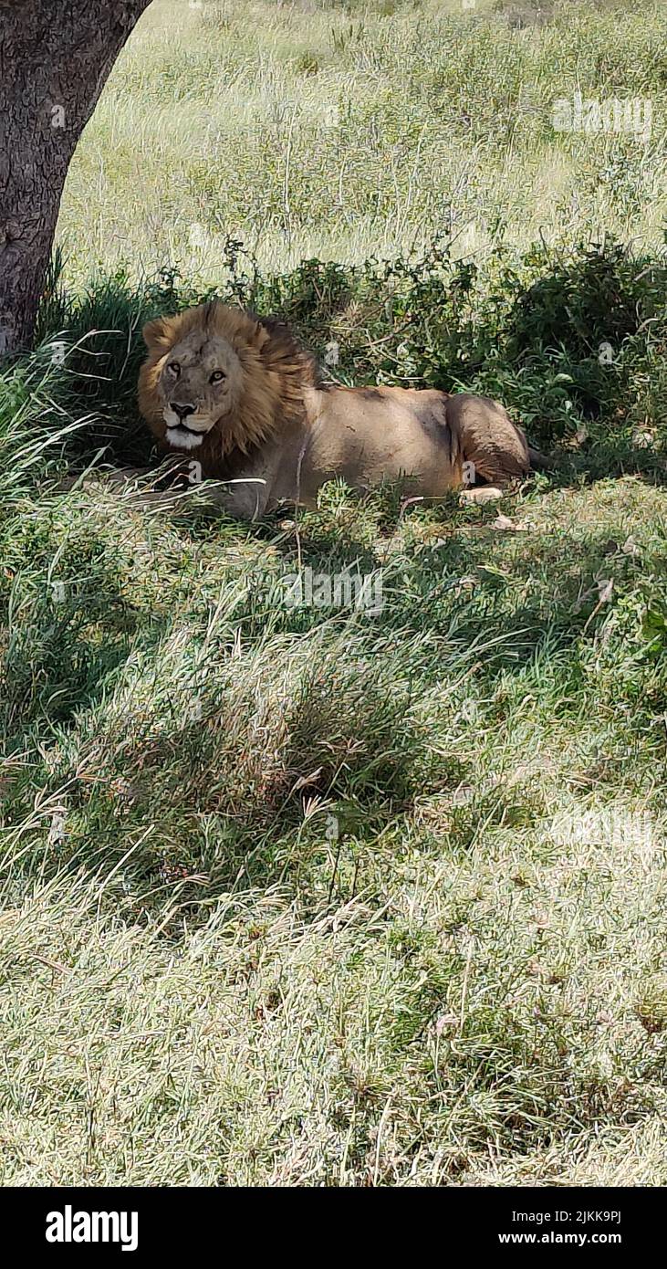 A vertical shot of a lion sitting in a shadow spot under the tree Stock ...