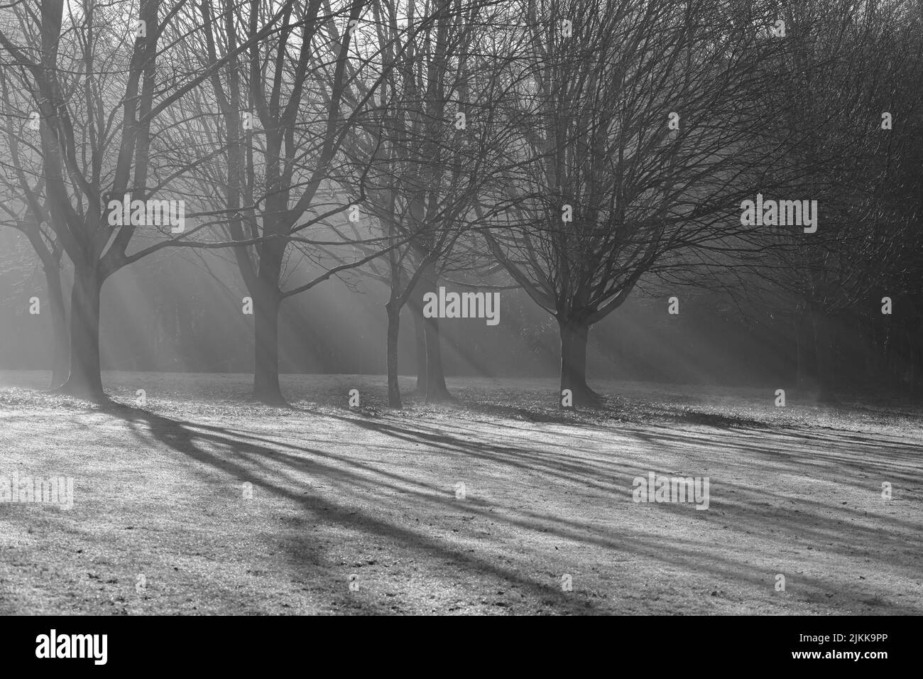 A grayscale dramatic view of sunbeams crossing between branches of ...