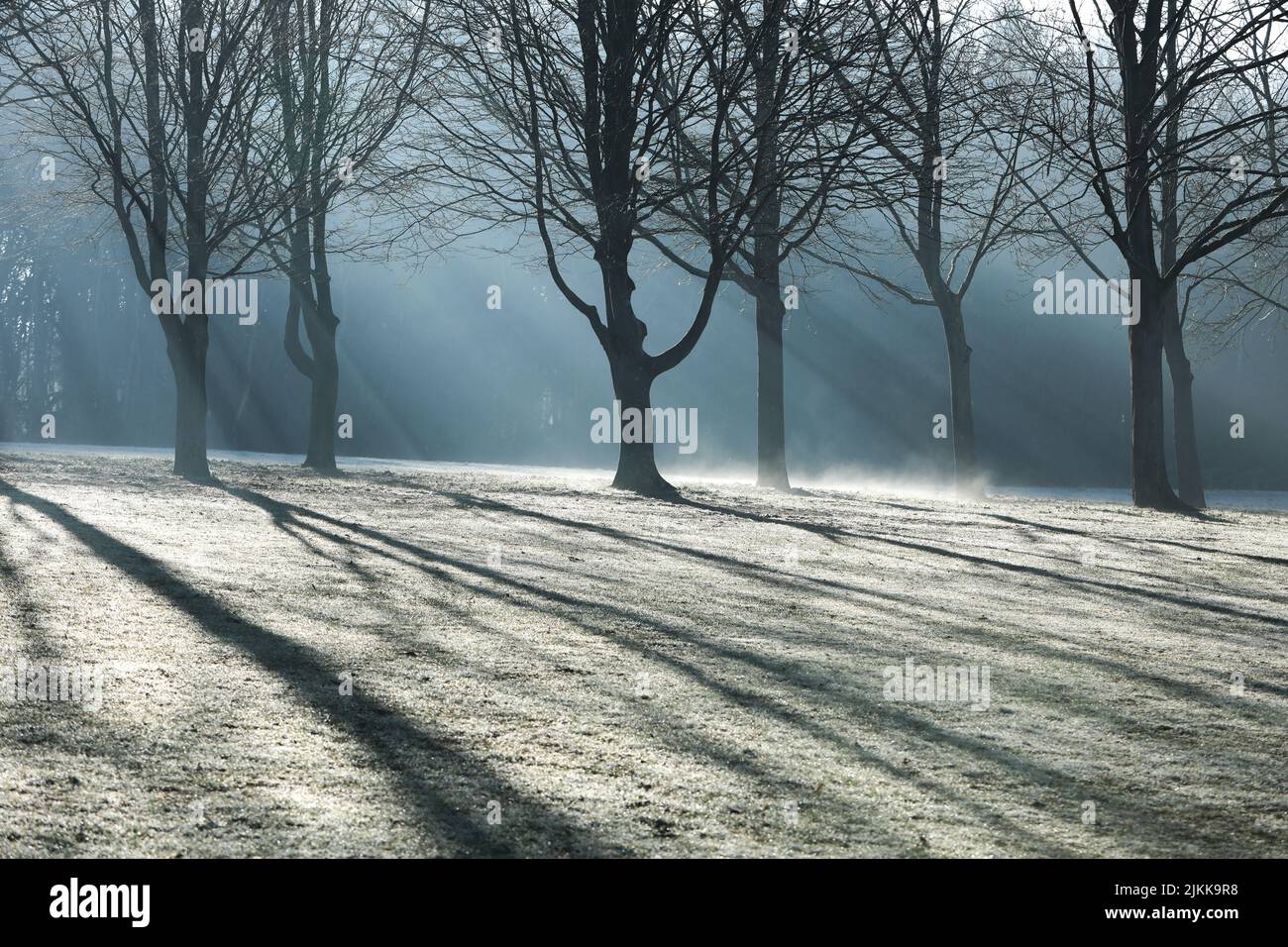 A dramatic view of sunbeams crossing between branches of leafless trees ...