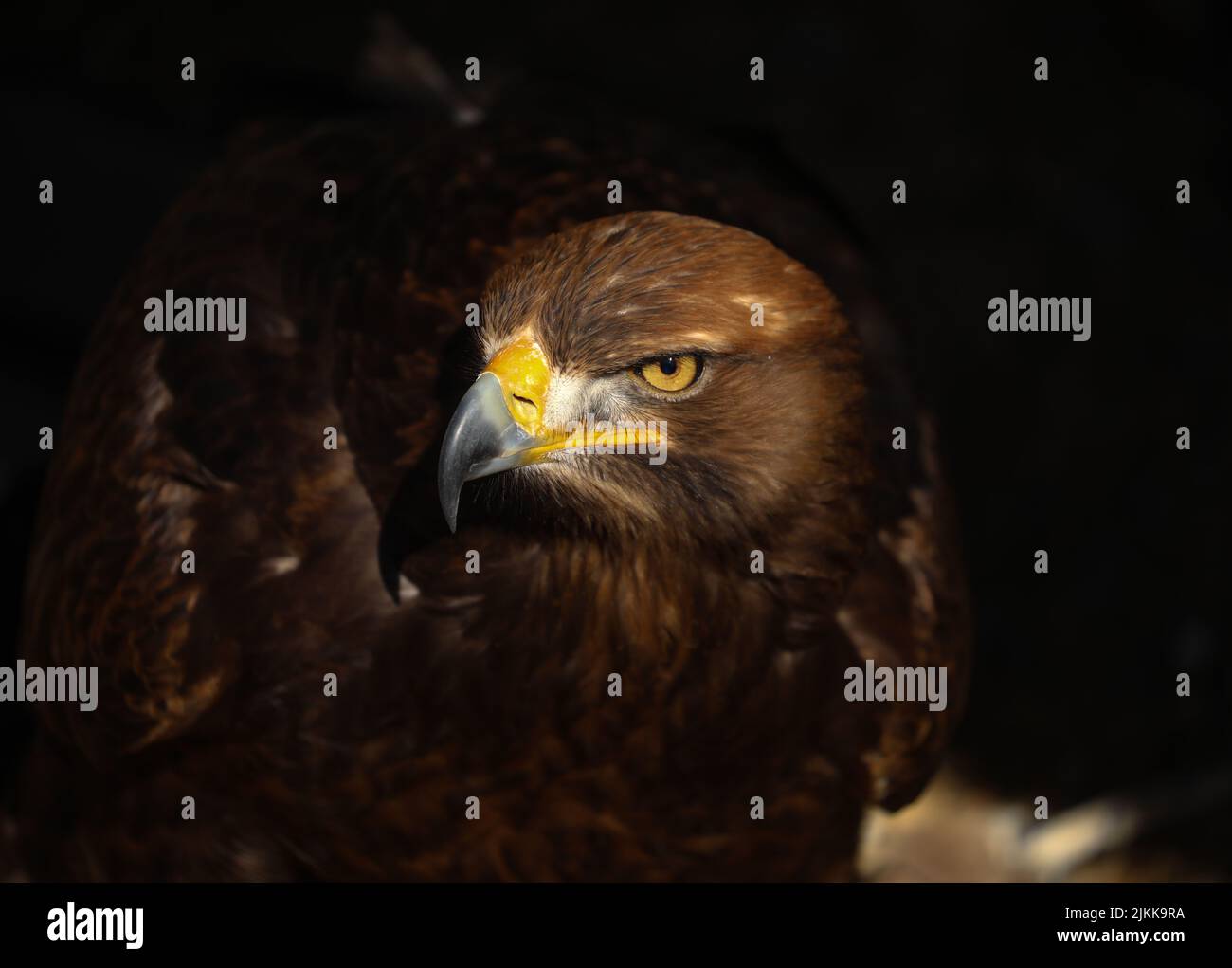 A close-up shot of a golden eagle in bright sunlight with blurred black ...