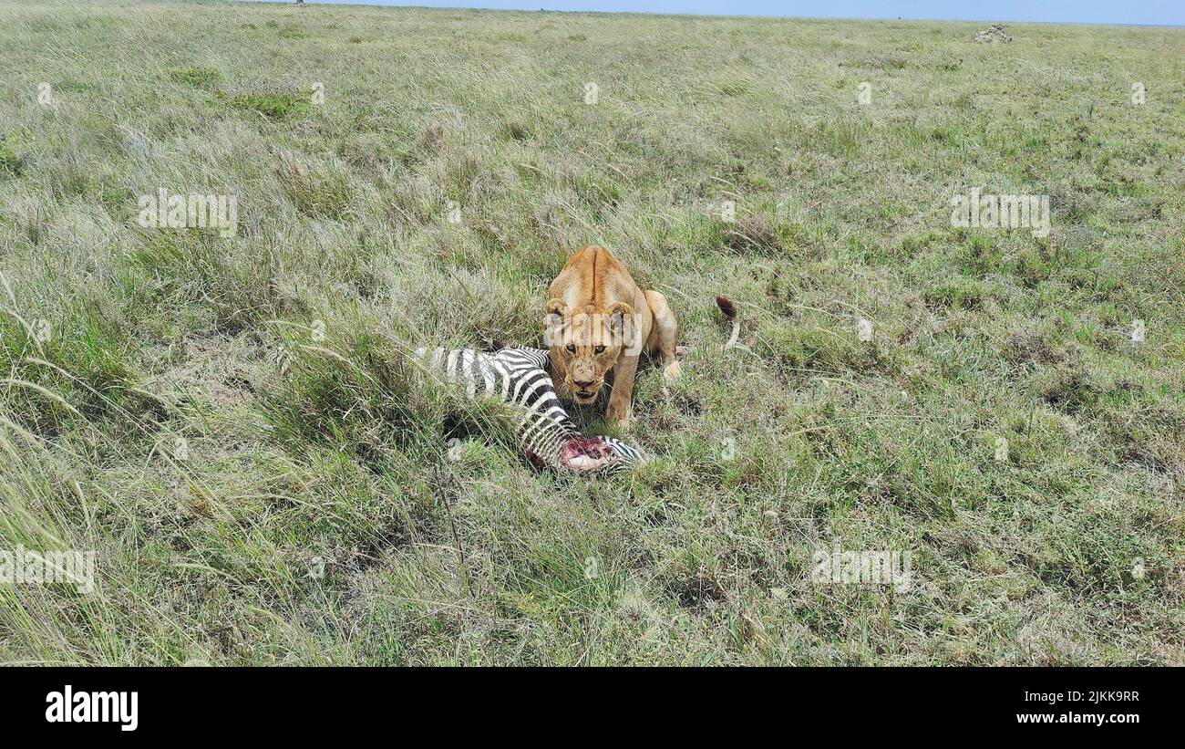 Beautiful zebra eating grass hi-res stock photography and images - Alamy