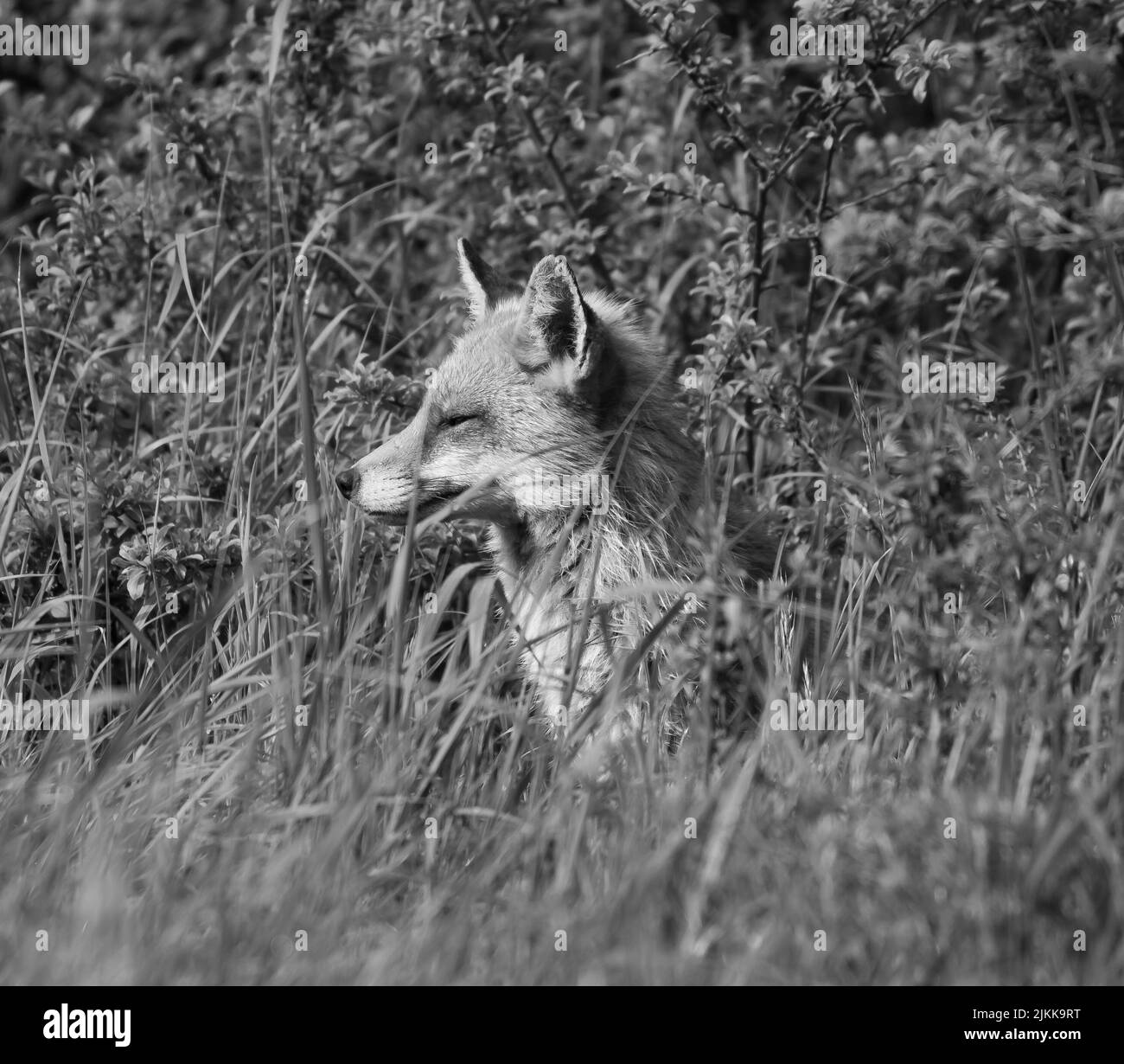 Iberian fox hi-res stock photography and images - Alamy
