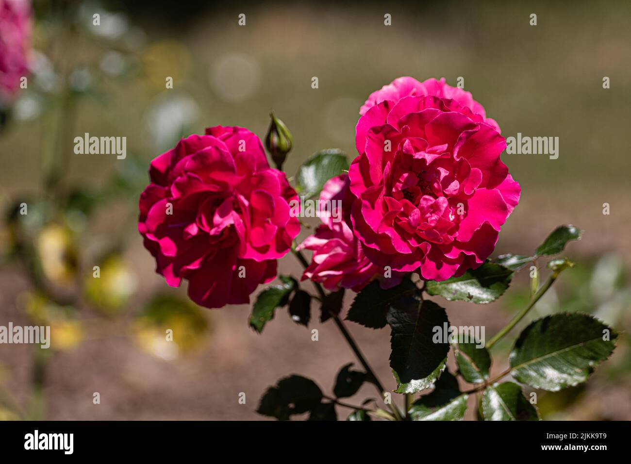 Beautiful red roses garden hi-res stock photography and images - Alamy