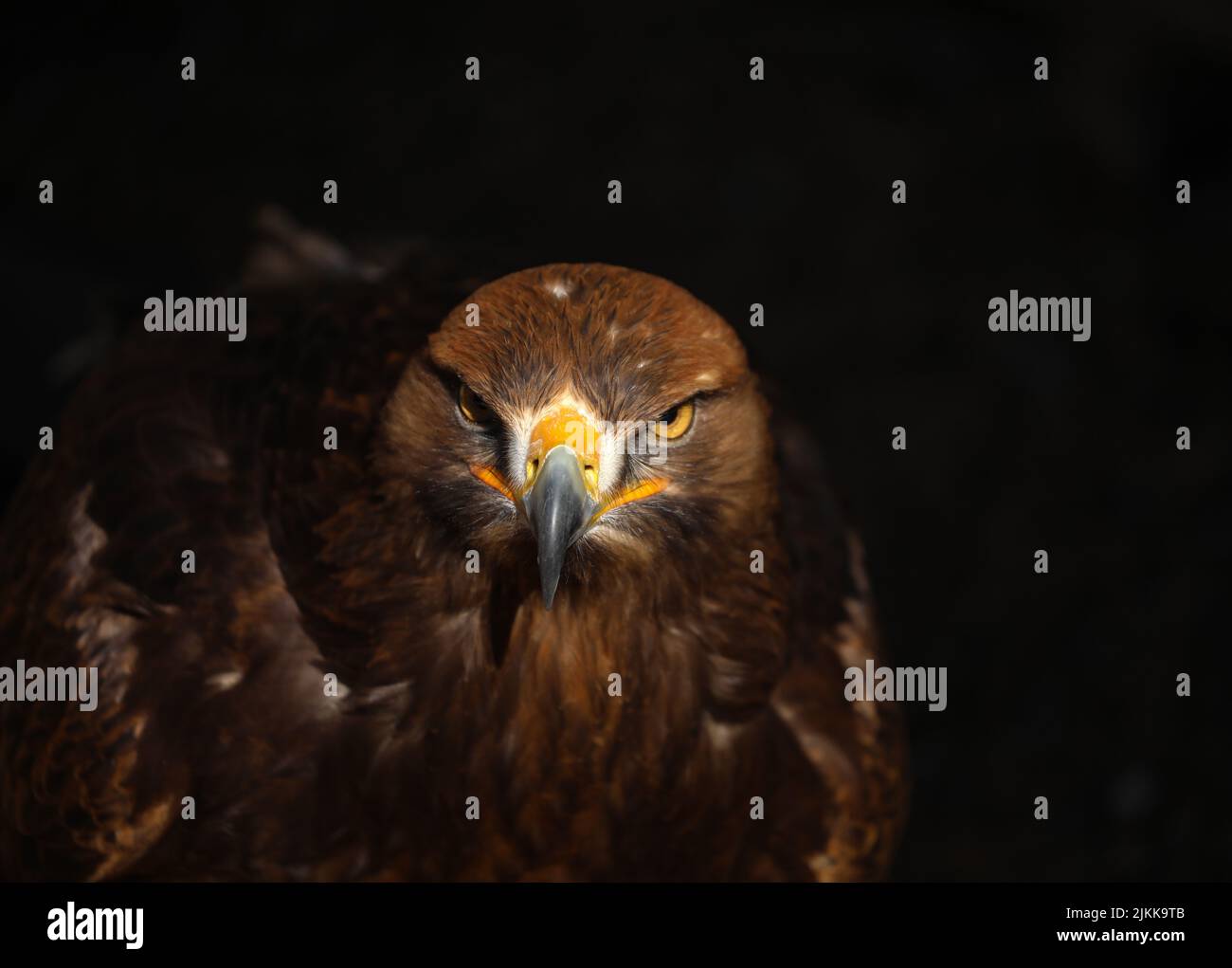 A portrait of a golden eagle in bright sunlight with blurred black ...