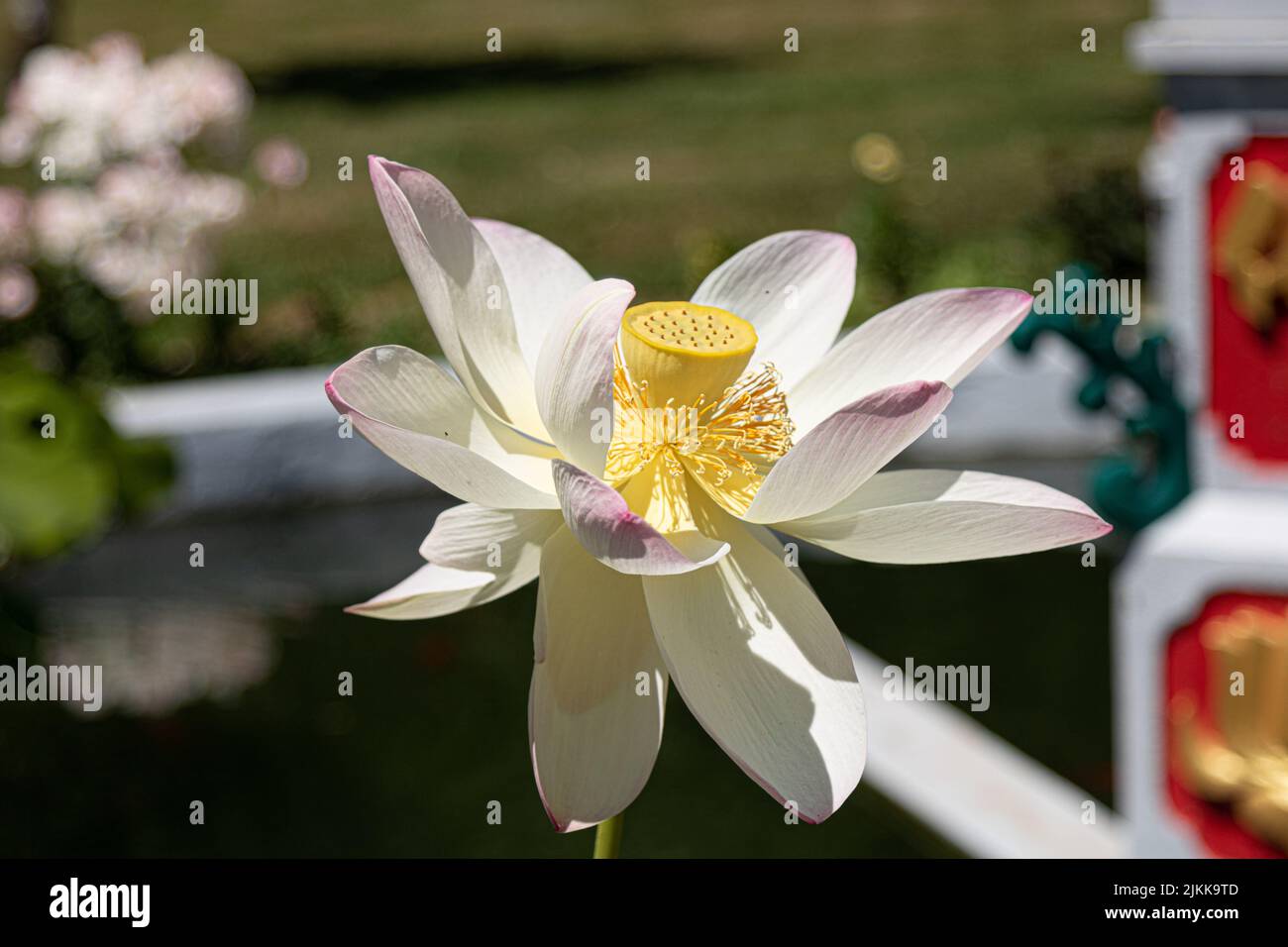 Beautiful lotus leaves hi-res stock photography and images - Alamy