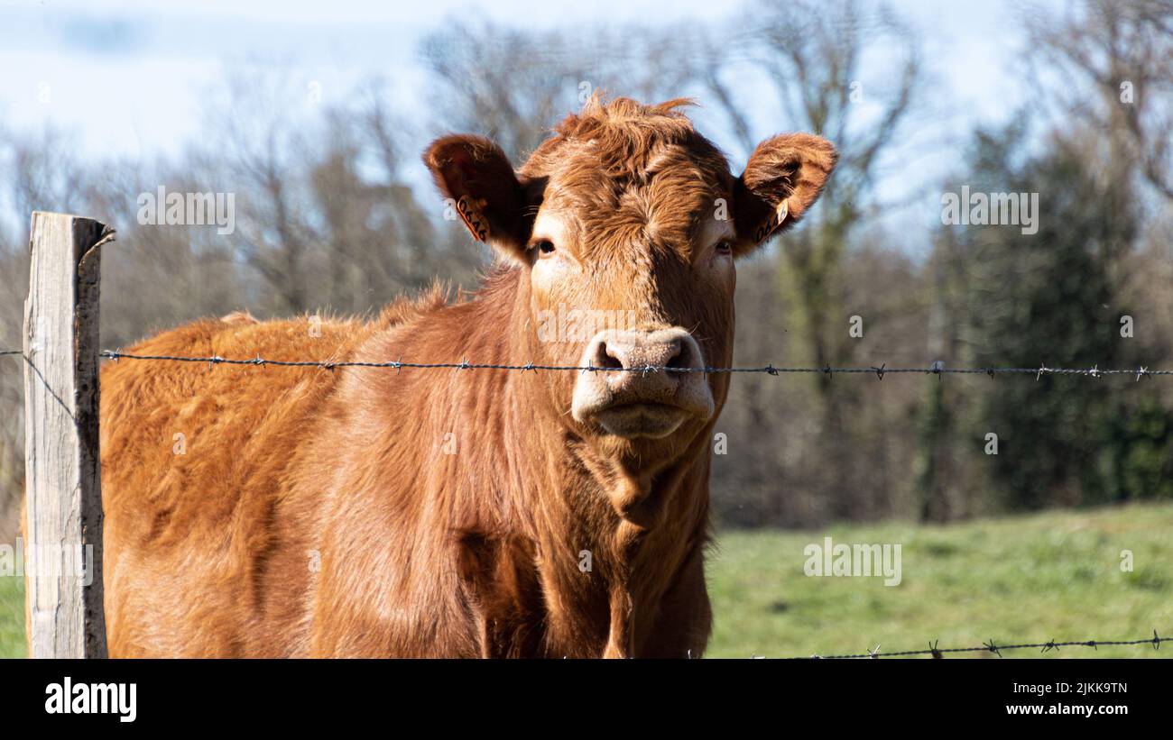 An adorable brown cow behind barbed wires in a farm Stock Photo - Alamy
