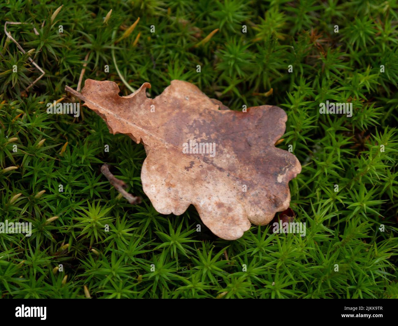 Crunchy plant hi-res stock photography and images - Alamy