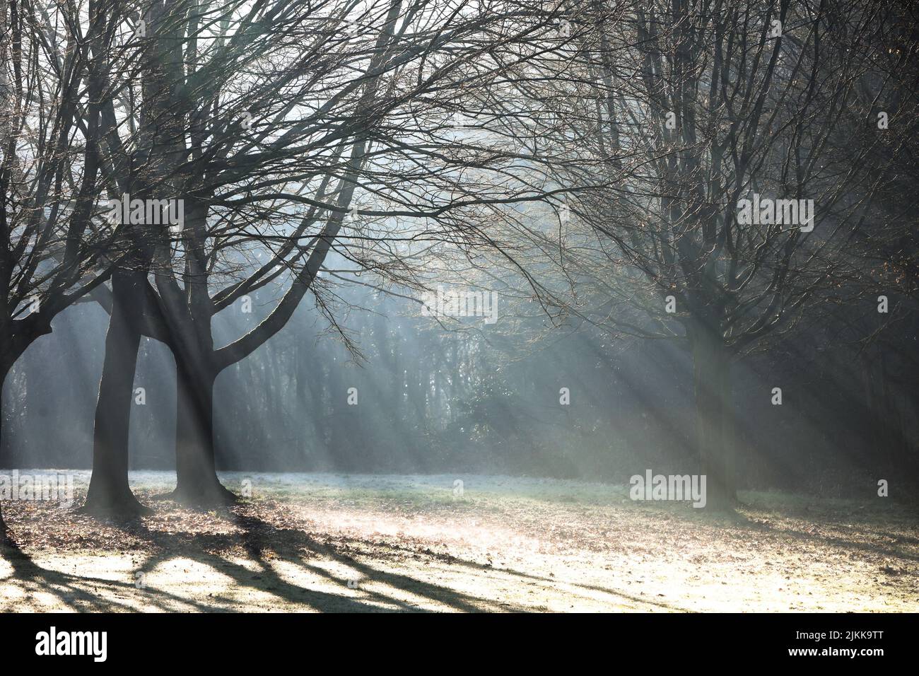 A dramatic view of sunbeams crossing between branches of leafless trees ...